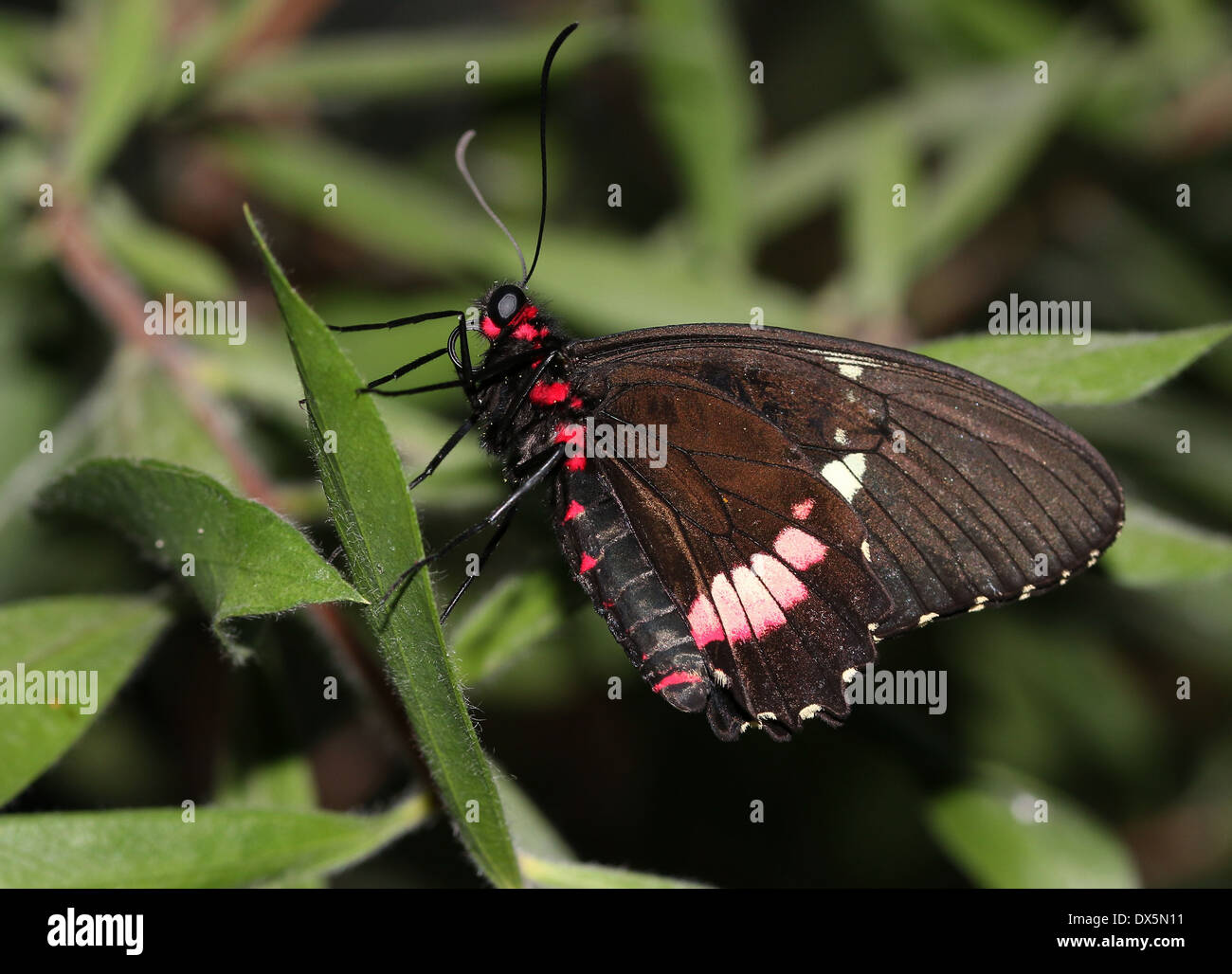 Pink cattleheart butterfly or parides iphidamas hi-res stock ...