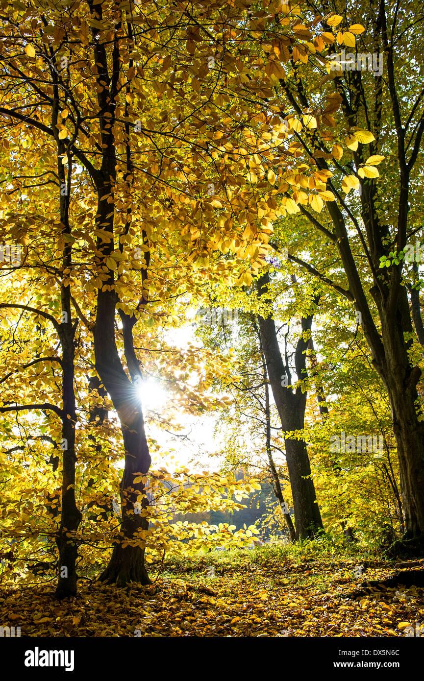 beautiful autumn forest landscape. fall in a park Stock Photo - Alamy