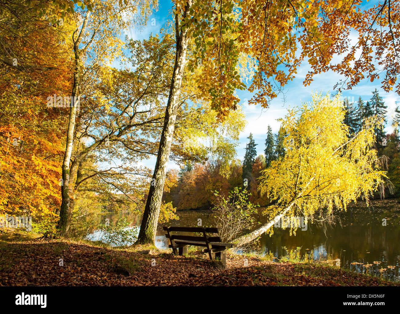 beautiful autumn forest landscape. fall in a park Stock Photo - Alamy