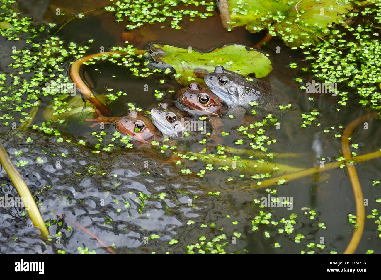 British frogs hi-res stock photography and images - Alamy