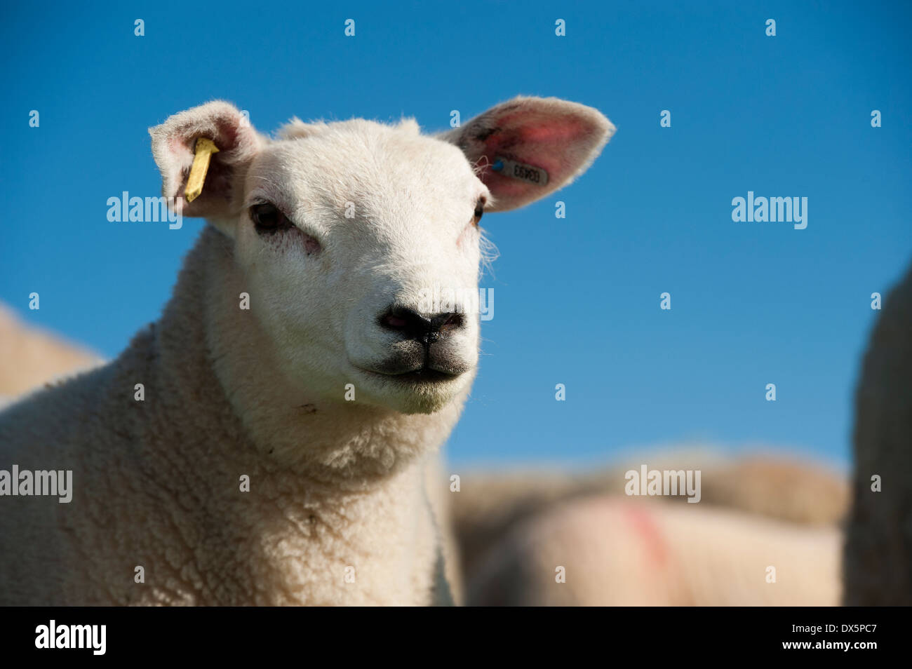 White faced crossbred lambs in pasture. Cumbria, UK Stock Photo - Alamy