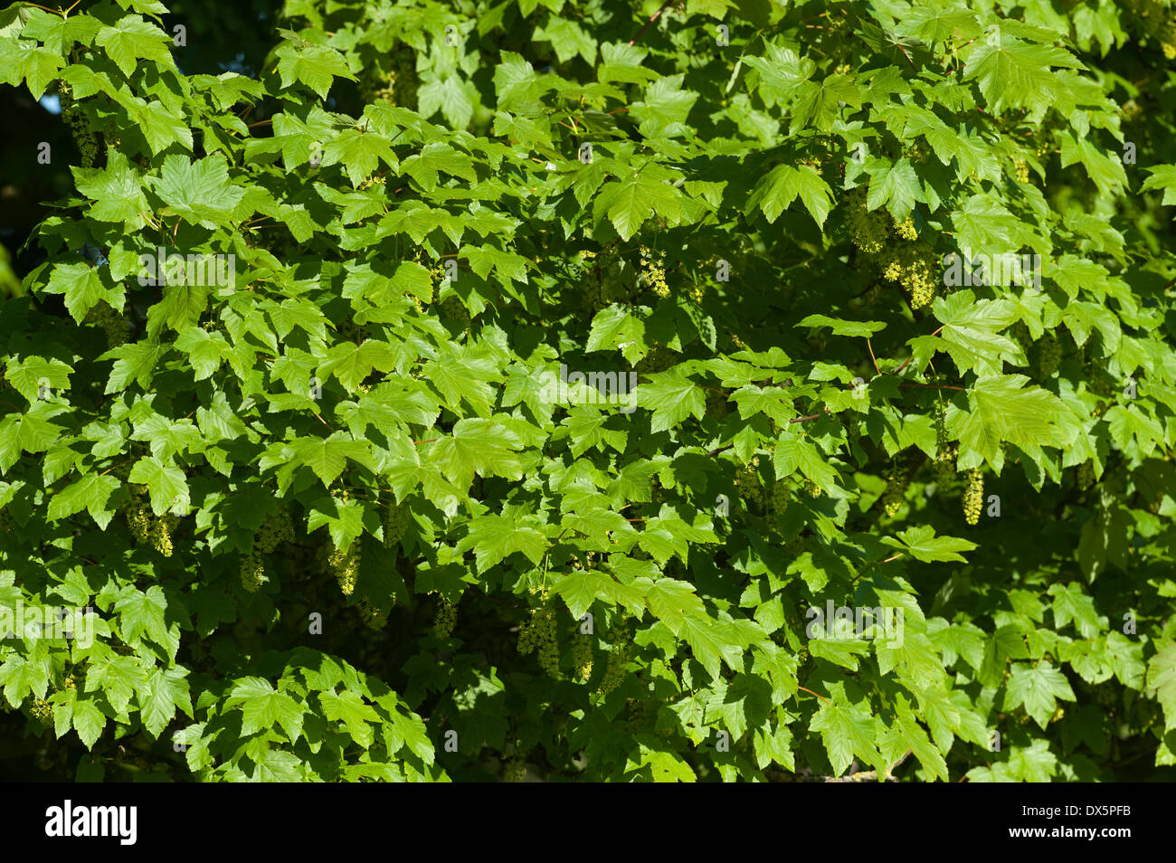Sycamore tree canopy hi-res stock photography and images - Alamy