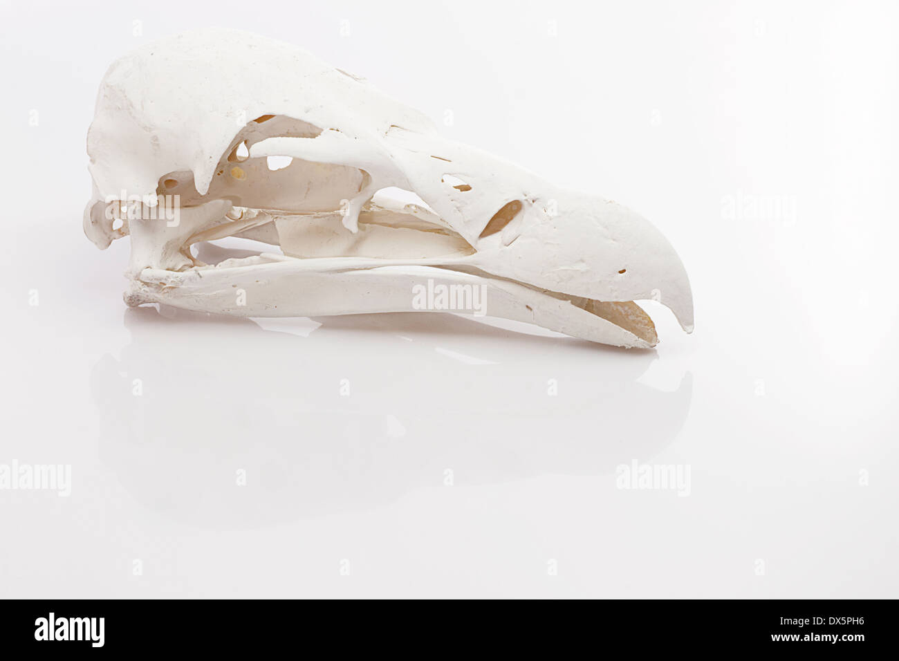 Vulture skeleton hi-res stock photography and images - Alamy