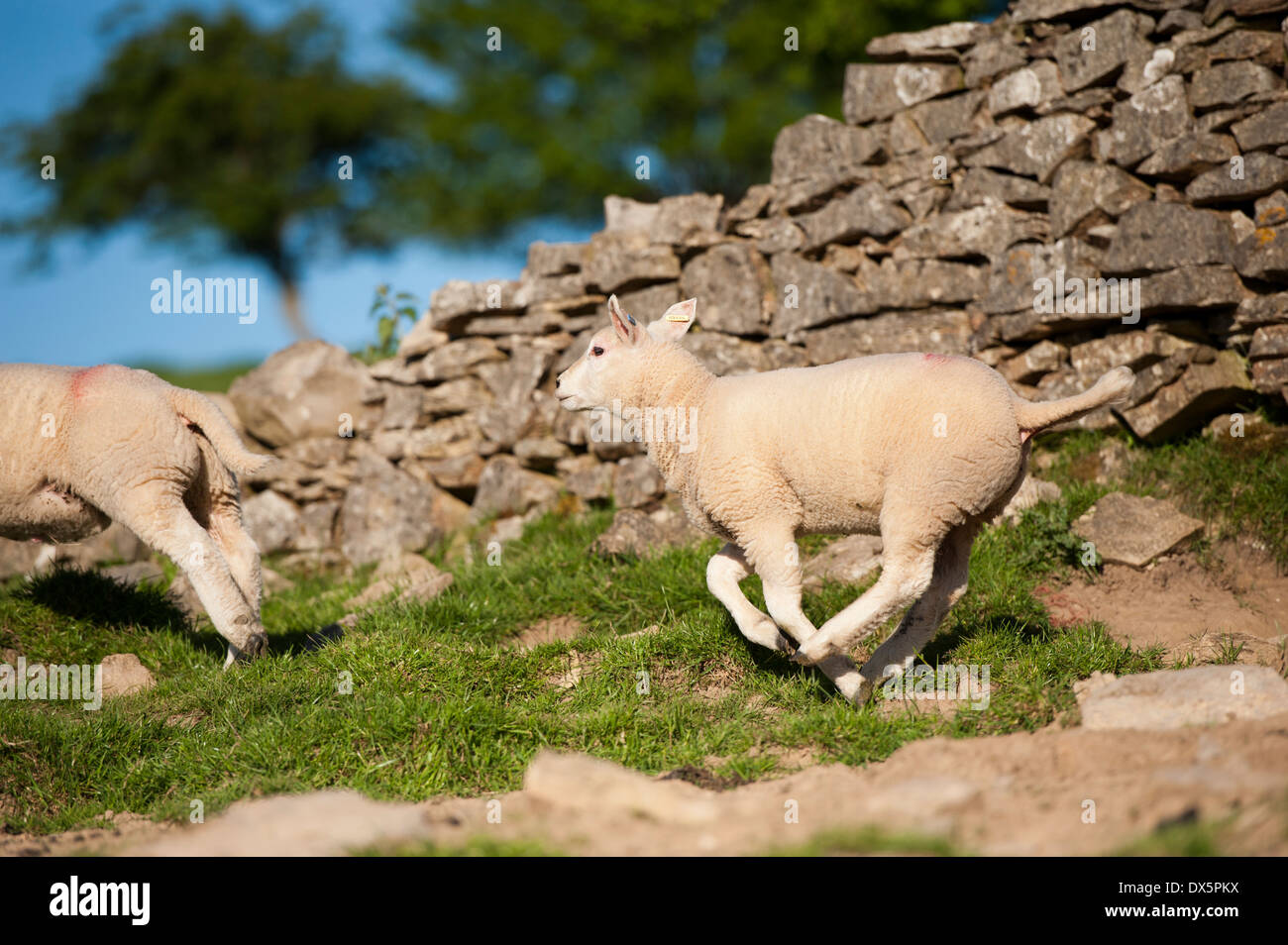Spring lambs jumping hi-res stock photography and images - Alamy