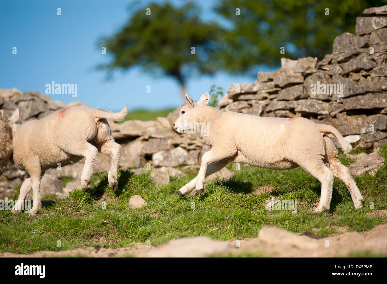 Lambs running and jumping. Cumbria, UK Stock Photo - Alamy