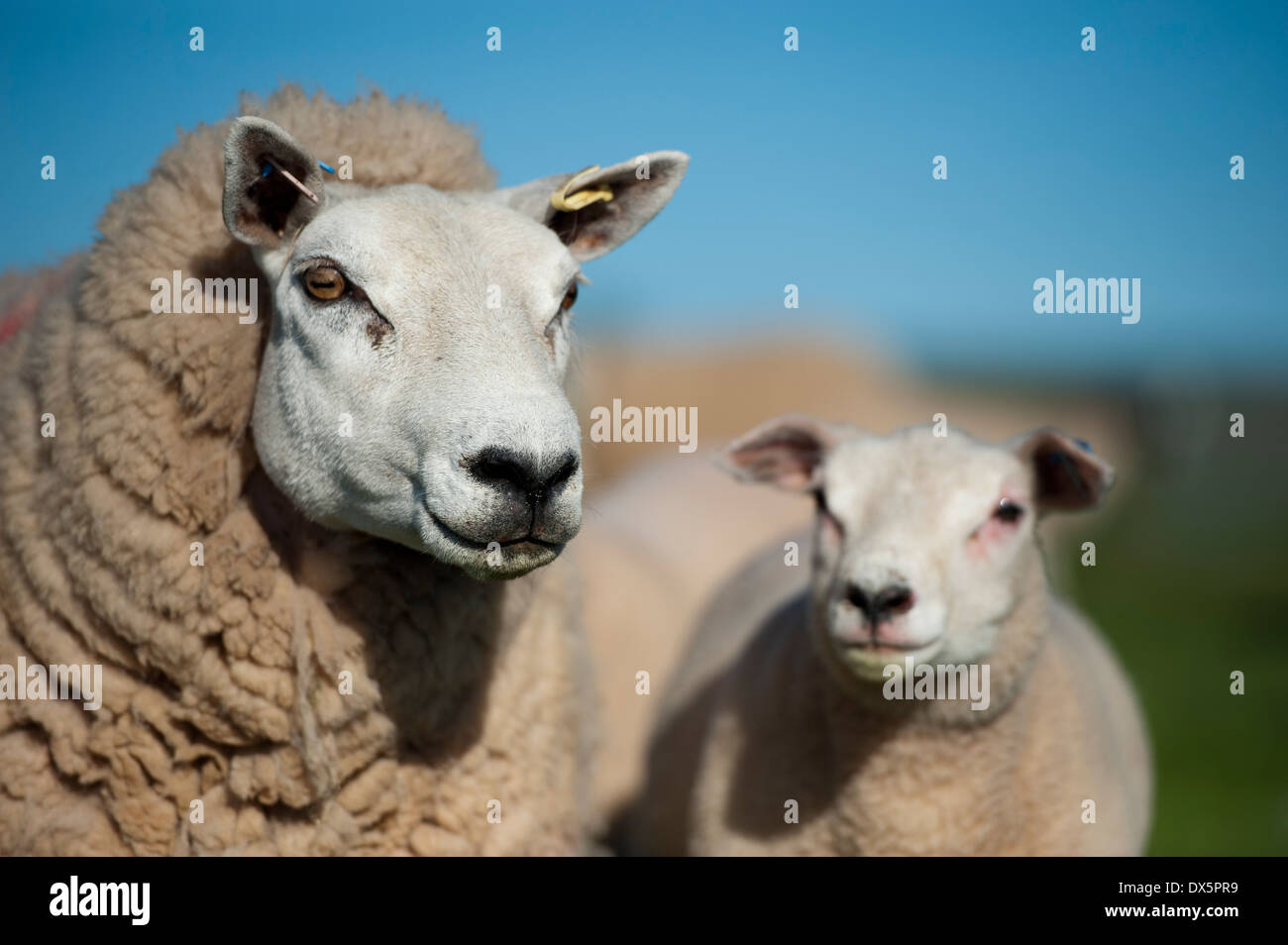 Crossbred sheep and lanbs in pasture. Cumbria, UK Stock Photo - Alamy
