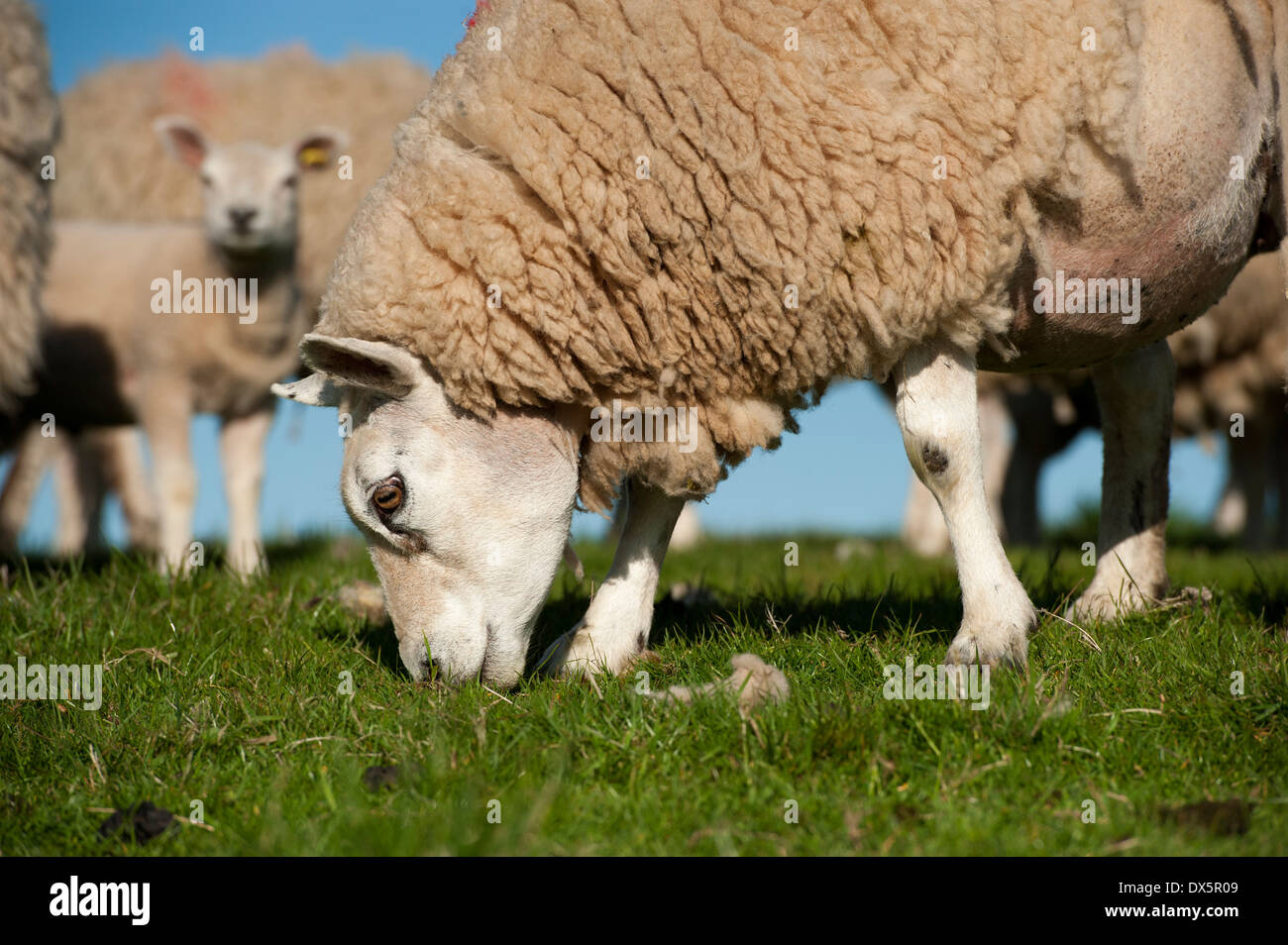 Sheep livestock grazing hi-res stock photography and images - Alamy