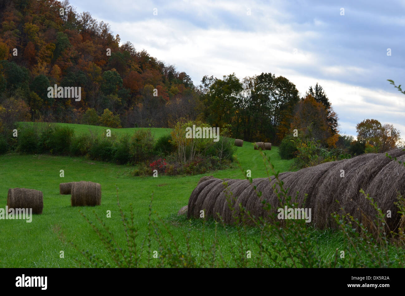 Hay bails in country field Stock Photo - Alamy