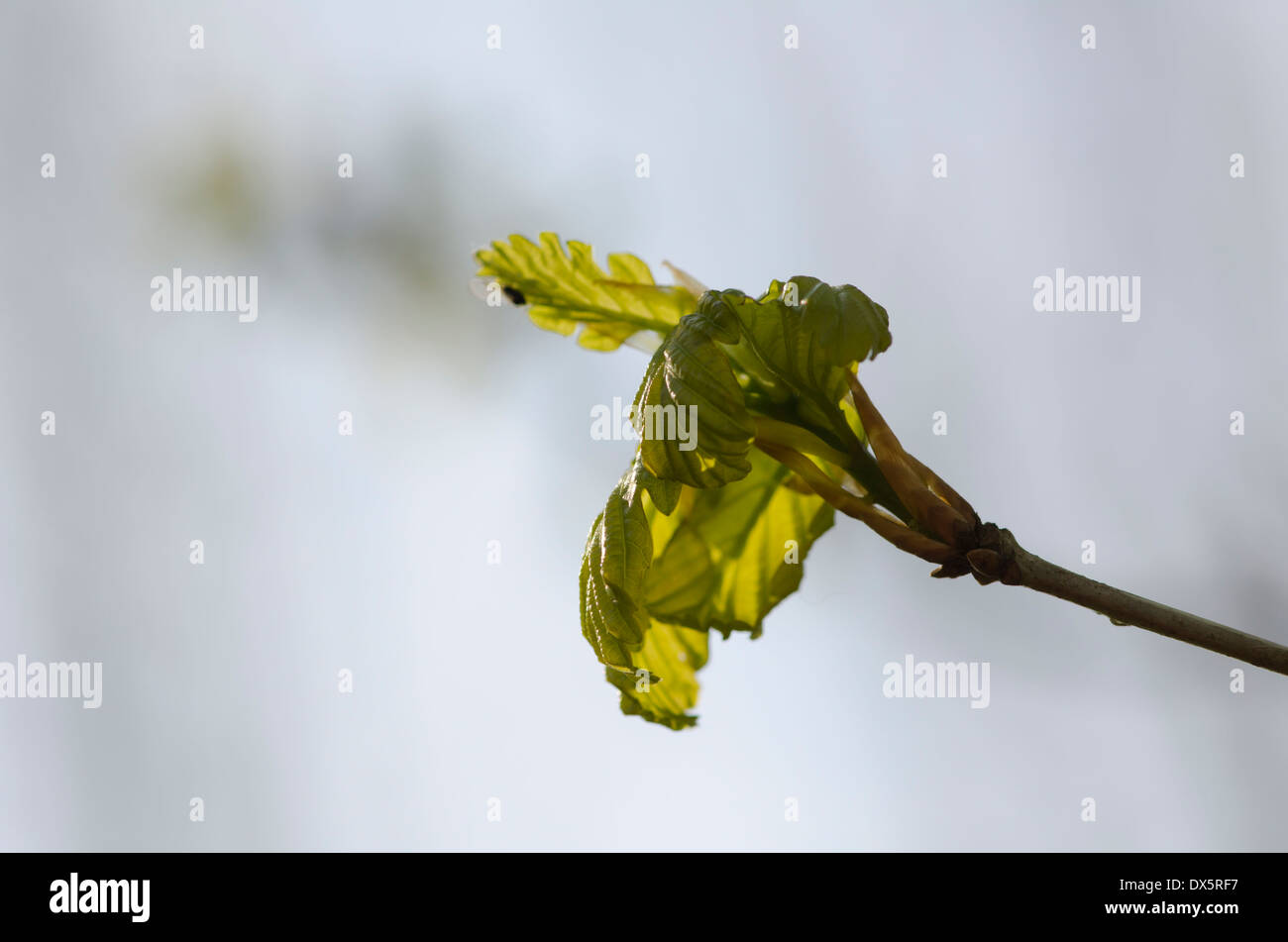 Spring horizontal hi-res stock photography and images - Alamy