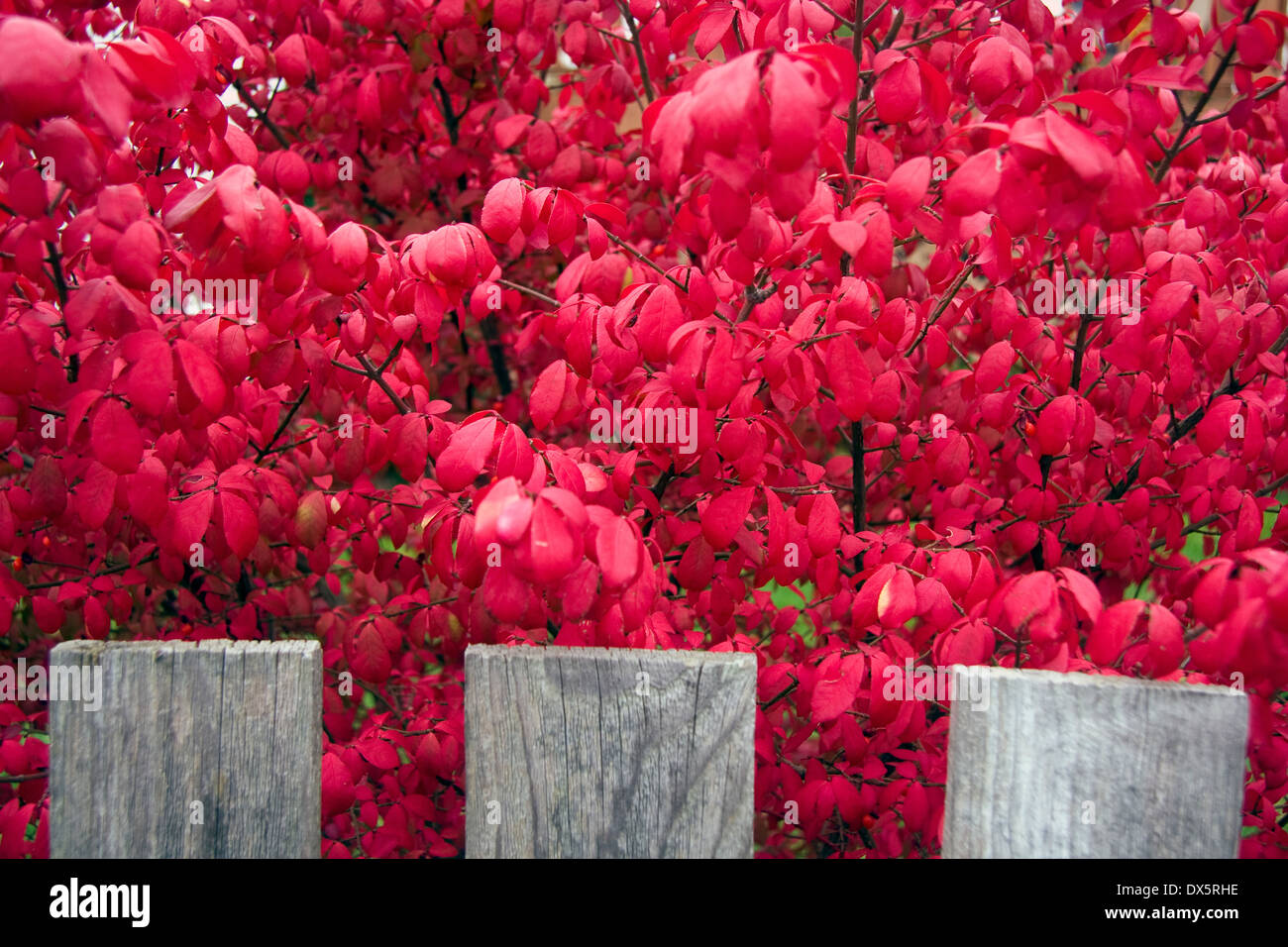 Autumn. Fall in Naperville Stock Photo - Alamy