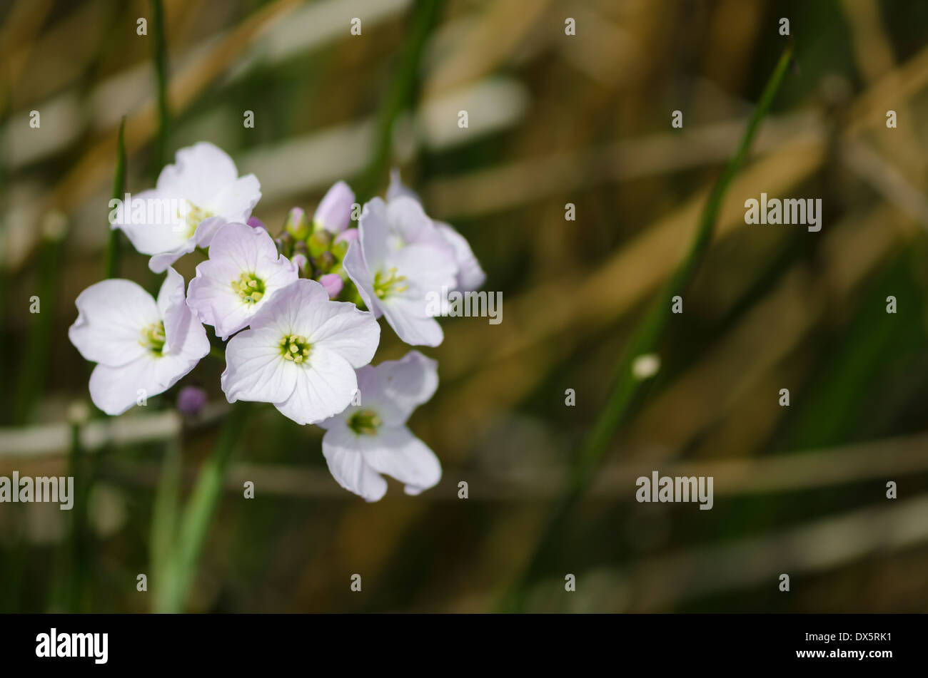 Grasses and cuckoo flower hi-res stock photography and images - Alamy