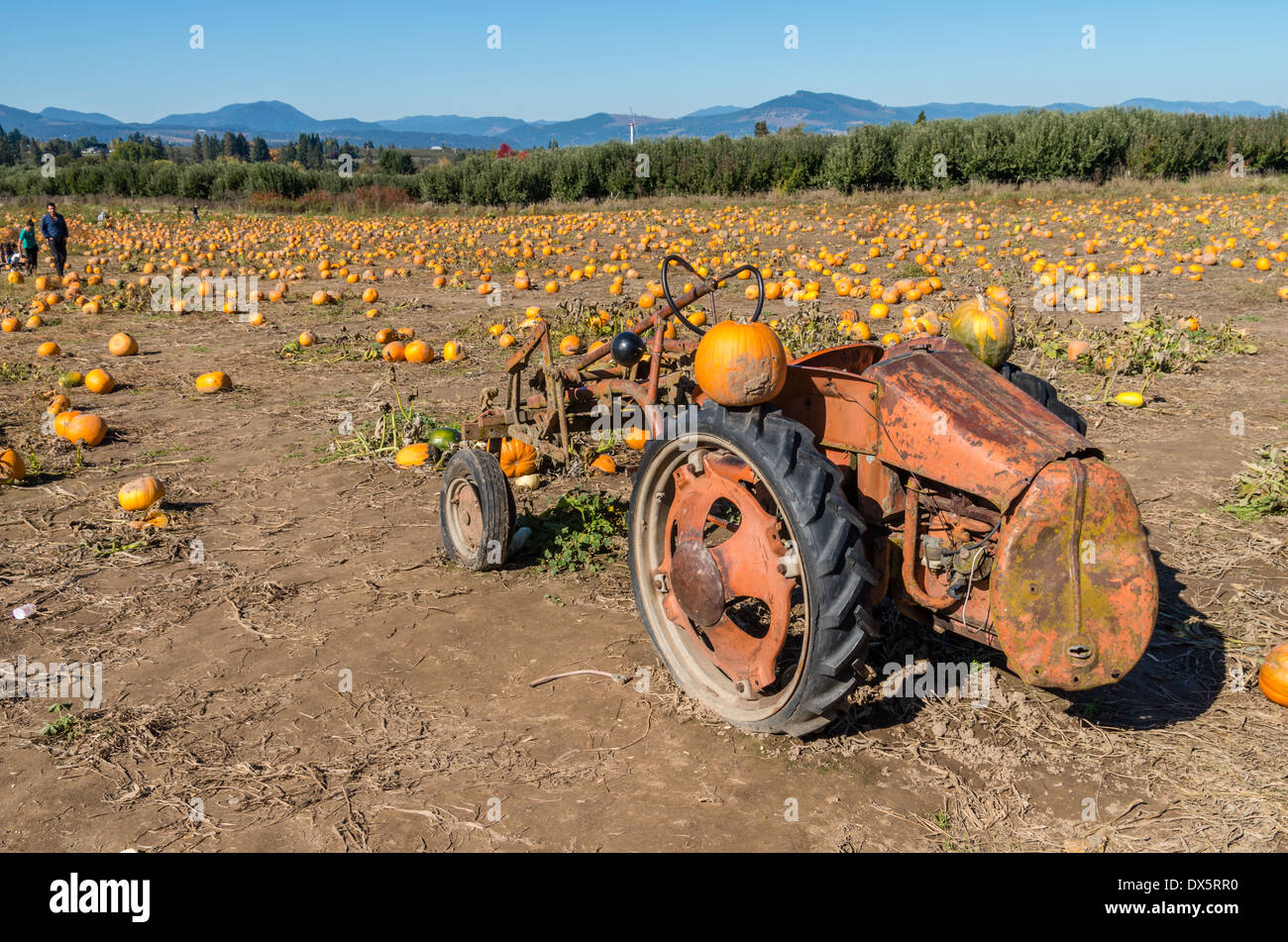 A vintage Allis-Chalmers model G tractor in a field of pumpkins on a ...