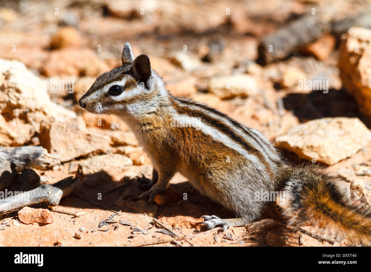 Chipmunk tail hi-res stock photography and images - Alamy