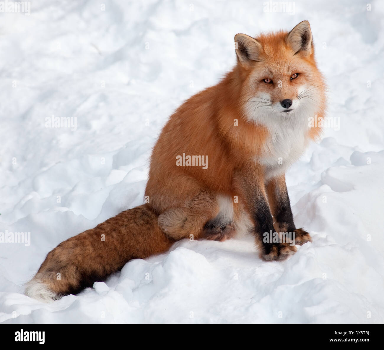 Fox Looking Up High Resolution Stock Photography and Images - Alamy