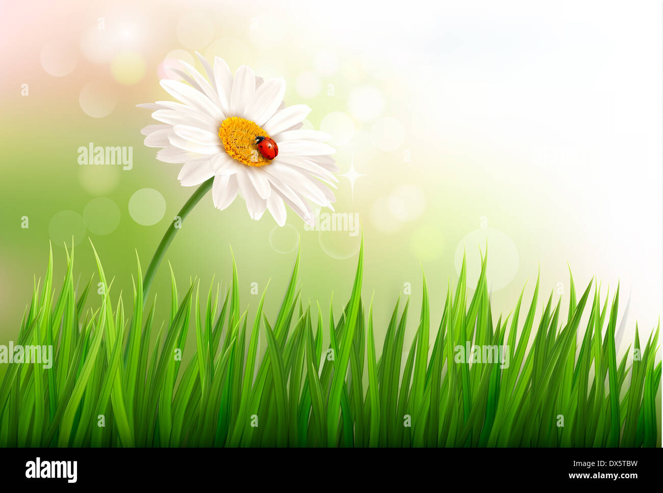 Spring background with a daisy and a ladybug. Vector Stock Photo - Alamy
