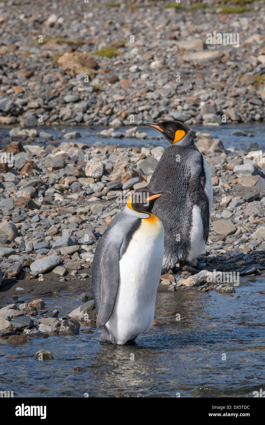 Standing penguins hi-res stock photography and images - Alamy