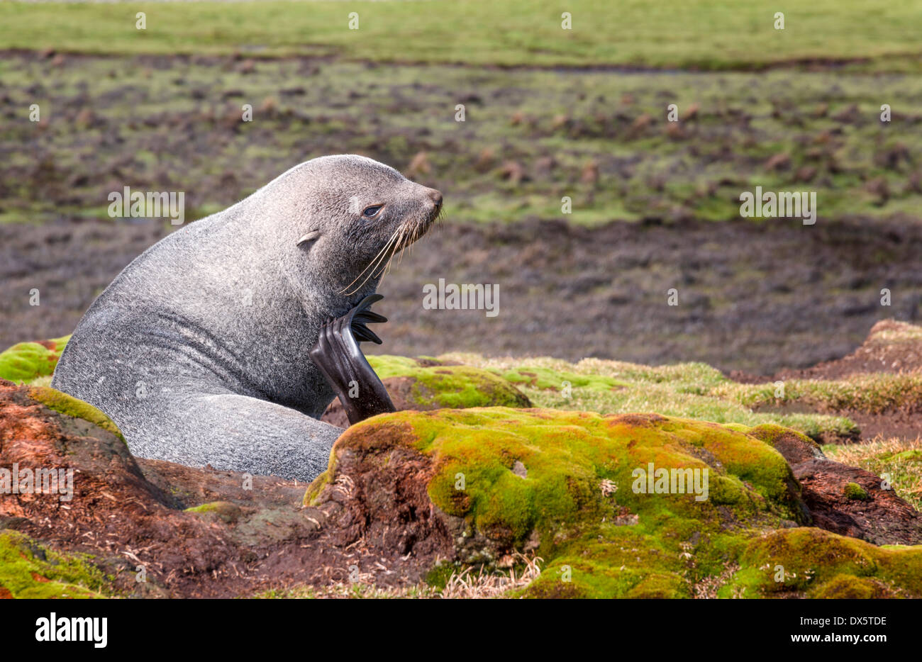 Antarctic fur seal scratching with flipper on grassy knoll Stock Photo ...
