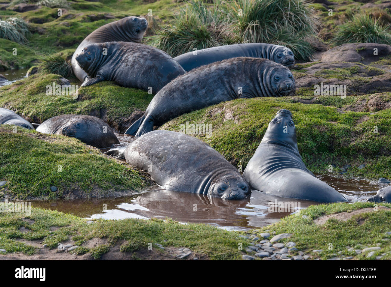 Seals On Land