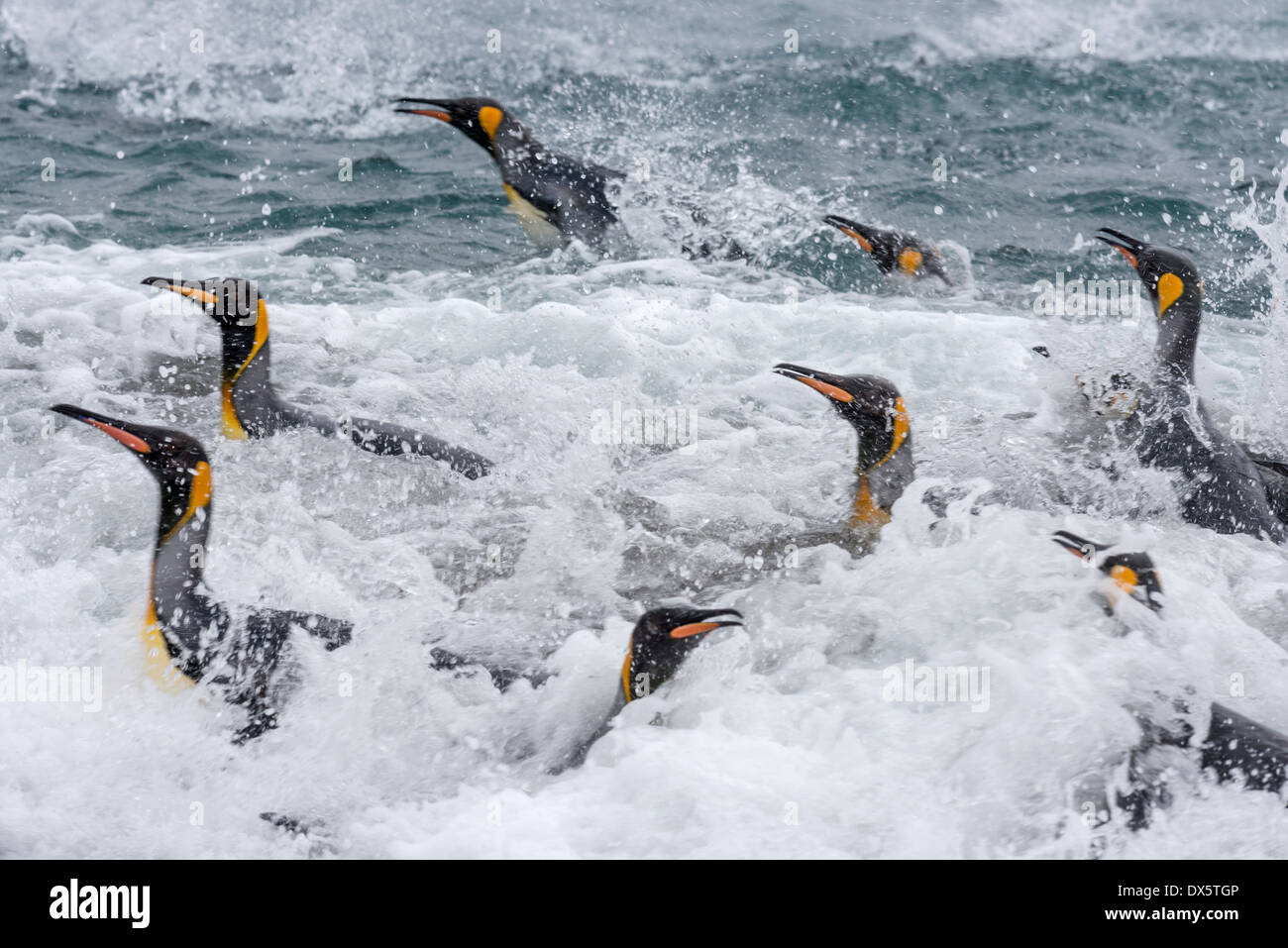 King penguin swimming in hi-res stock photography and images - Alamy