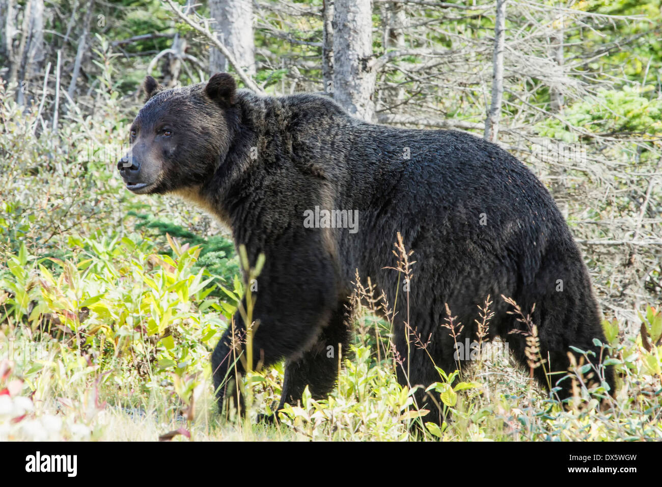 Grizzly Bear in Banff National Park, Alberta, Canada Stock Photo - Alamy