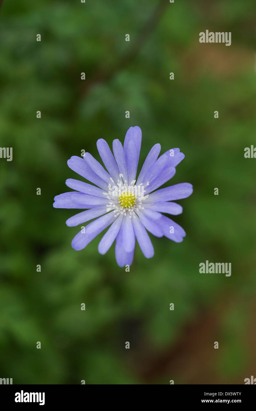 Blue windflower hi-res stock photography and images - Alamy