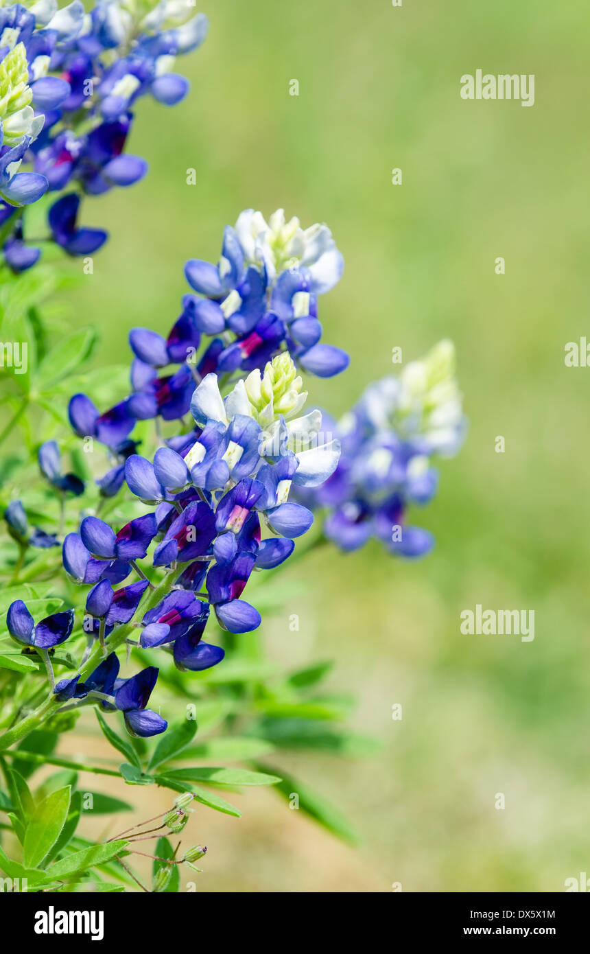 Texas Bluebonnets (Lupinus texensis) blooming in spring Stock Photo - Alamy