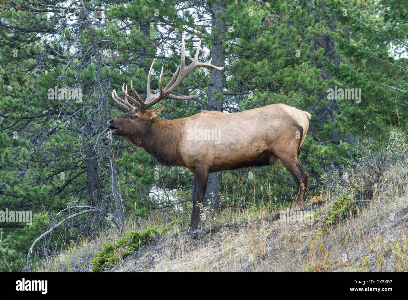Elk stag bugling, Jasper National Park, Alberta, Canada Stock Photo - Alamy