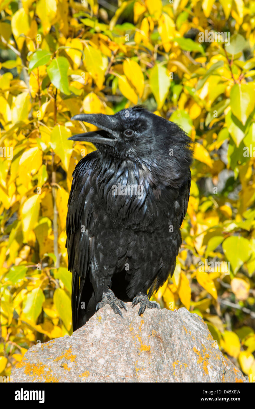 Raven birds hi-res stock photography and images - Alamy