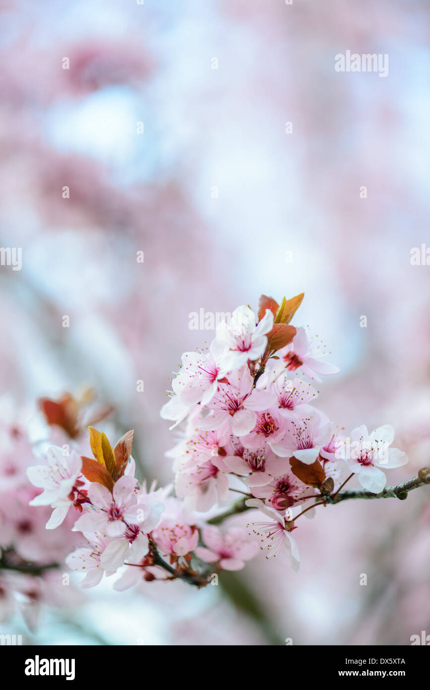 Blooming Tree In Spring With Shallow Depth Of Field Stock Photo - Alamy