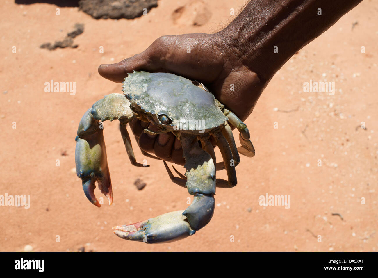 Aboriginal cooking australia hi-res stock photography and images - Alamy