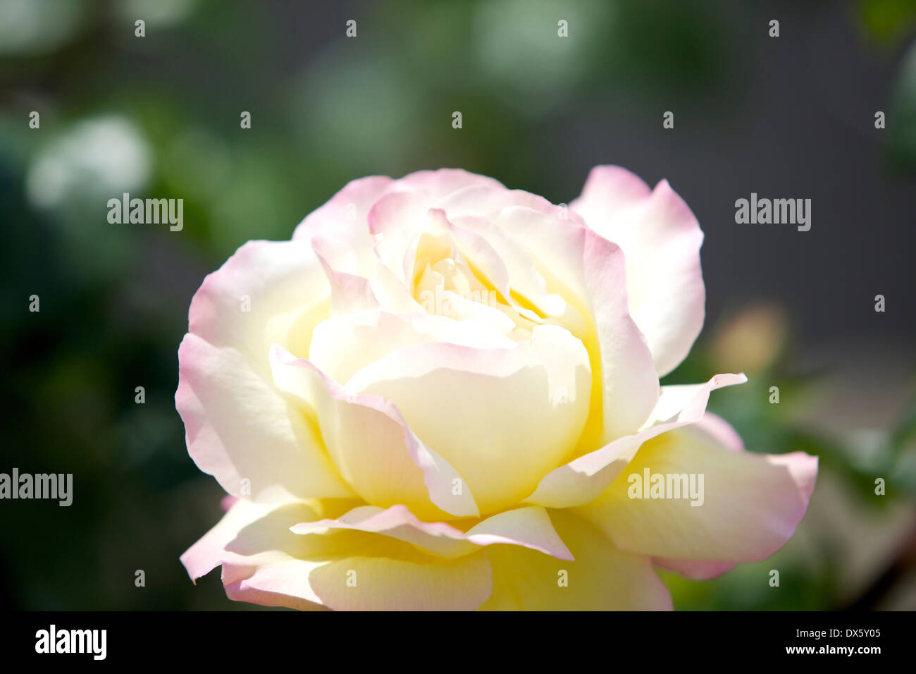 Single cream rose hi-res stock photography and images - Alamy