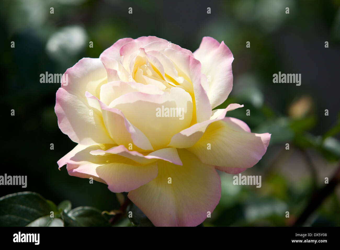 single cream and pink rose Stock Photo - Alamy