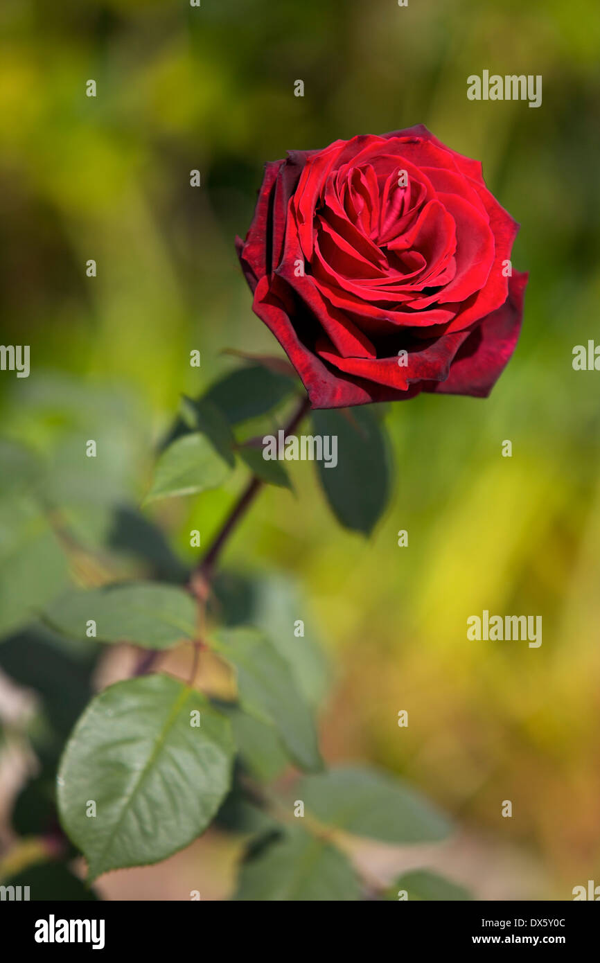 single long stem red rose Stock Photo - Alamy