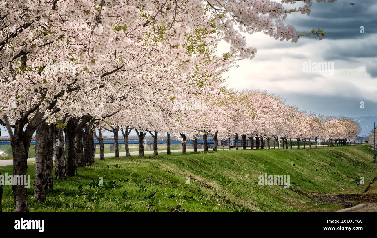 A row of full bloom cherry blossom tree along a river dike in Daisen ...