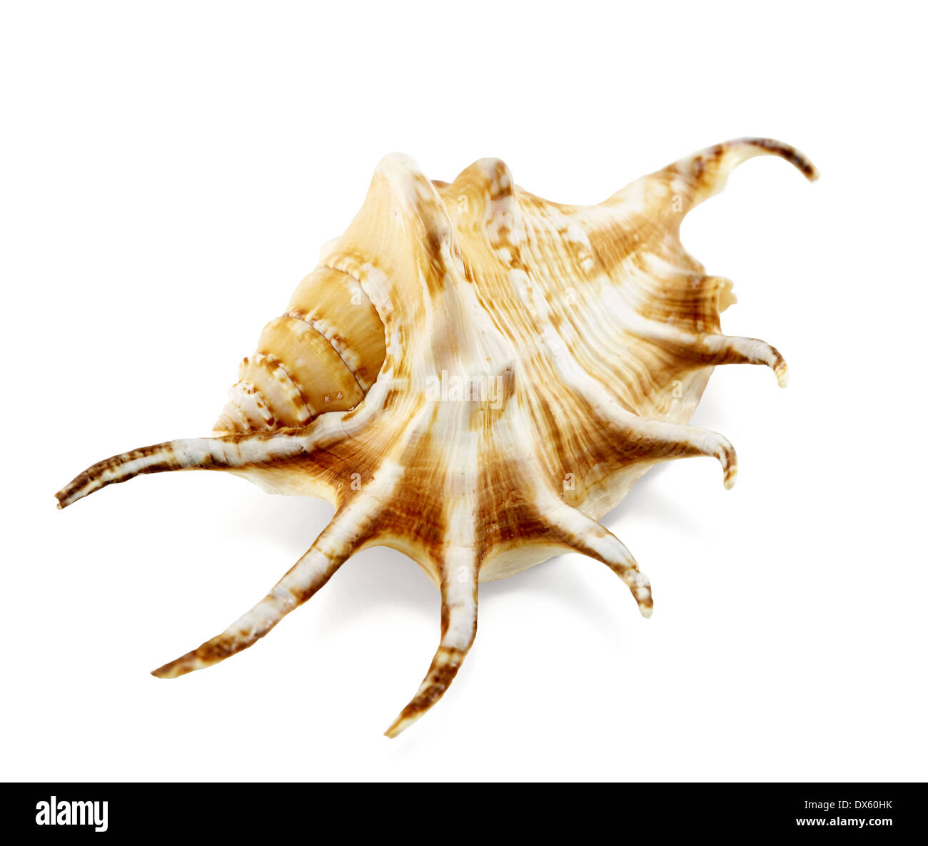 sea shell isolated on white background Stock Photo - Alamy