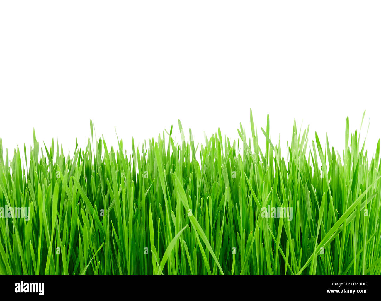 Isolated lush hi-res stock photography and images - Alamy