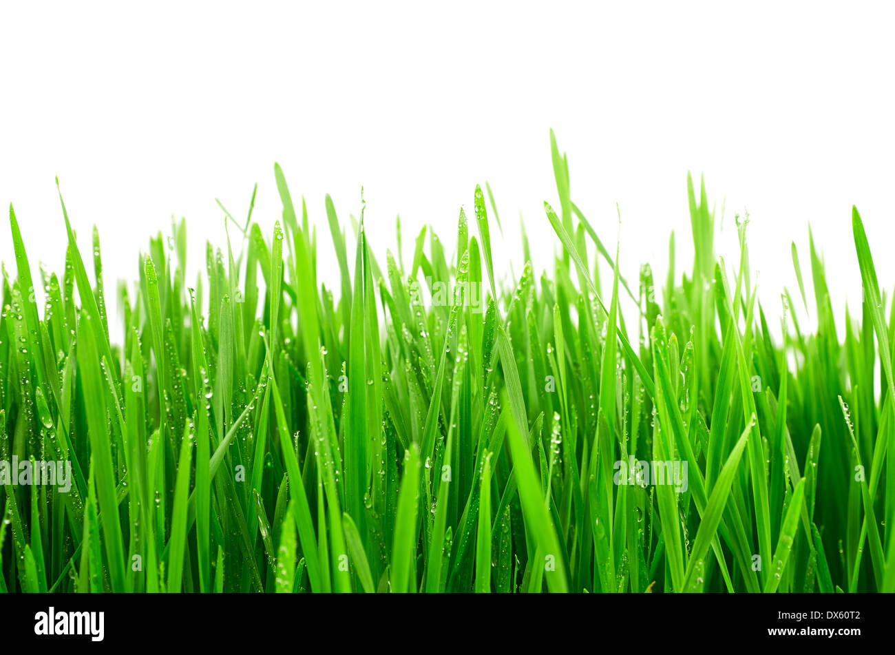 green grass isolated on a white background Stock Photo - Alamy
