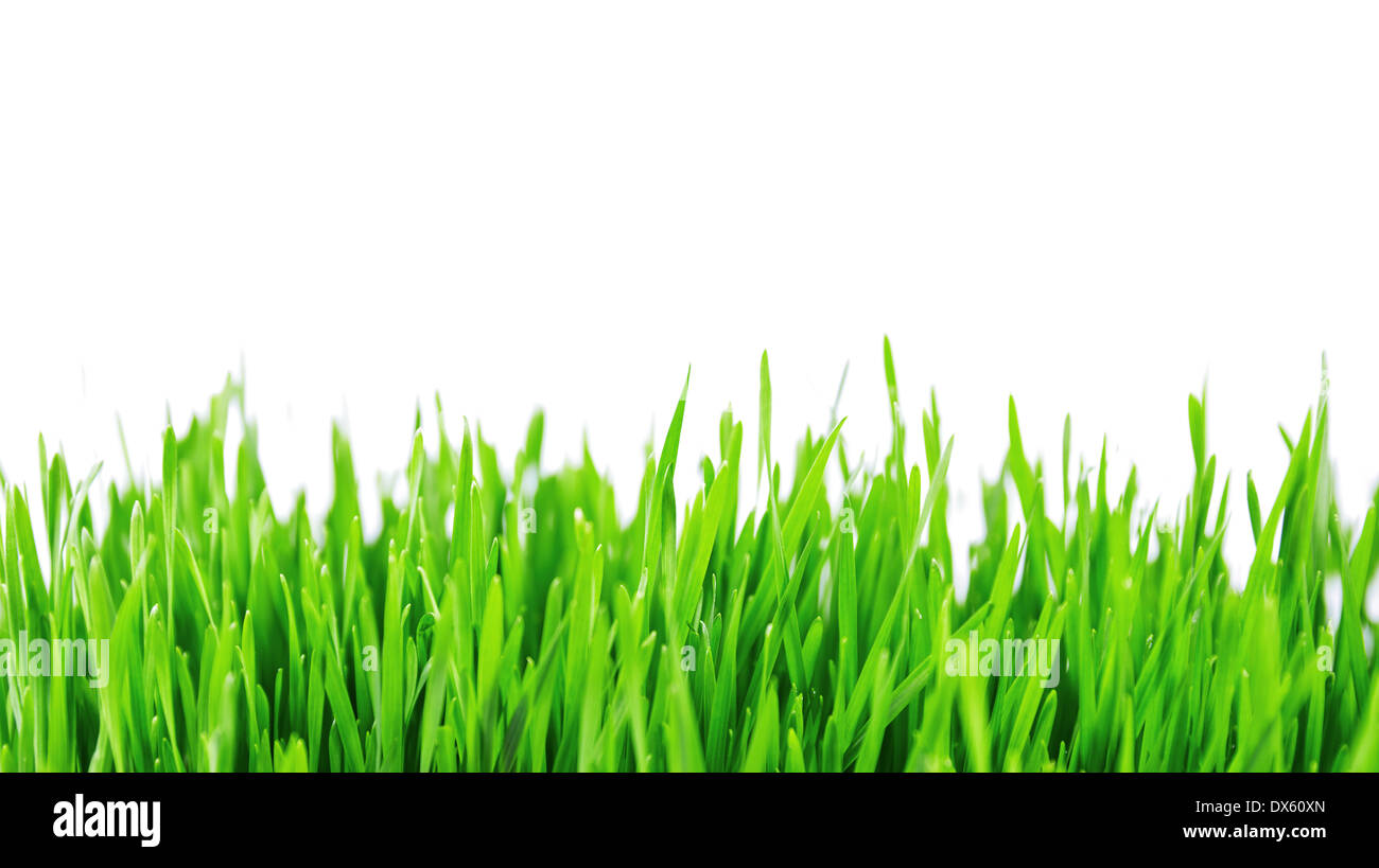 green grass isolated on a white background Stock Photo - Alamy