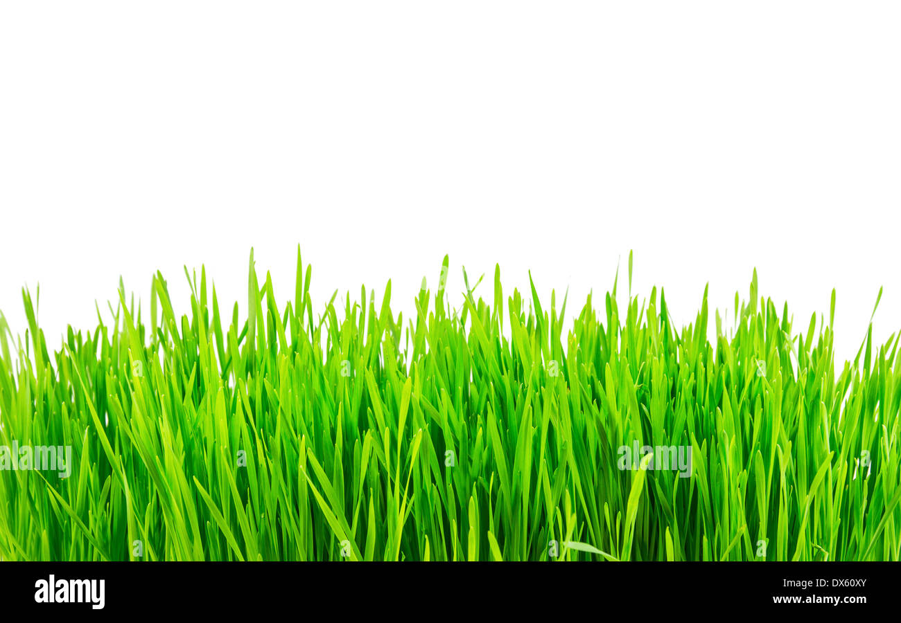 green grass isolated on a white background Stock Photo - Alamy