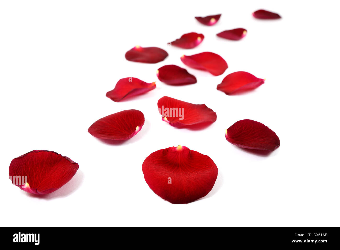 Flying romantic red rose flower hi-res stock photography and images - Alamy