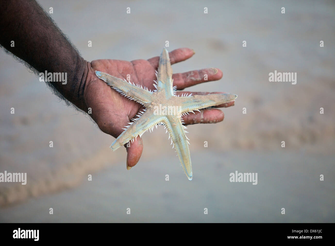 Brittle starfish hi-res stock photography and images - Alamy
