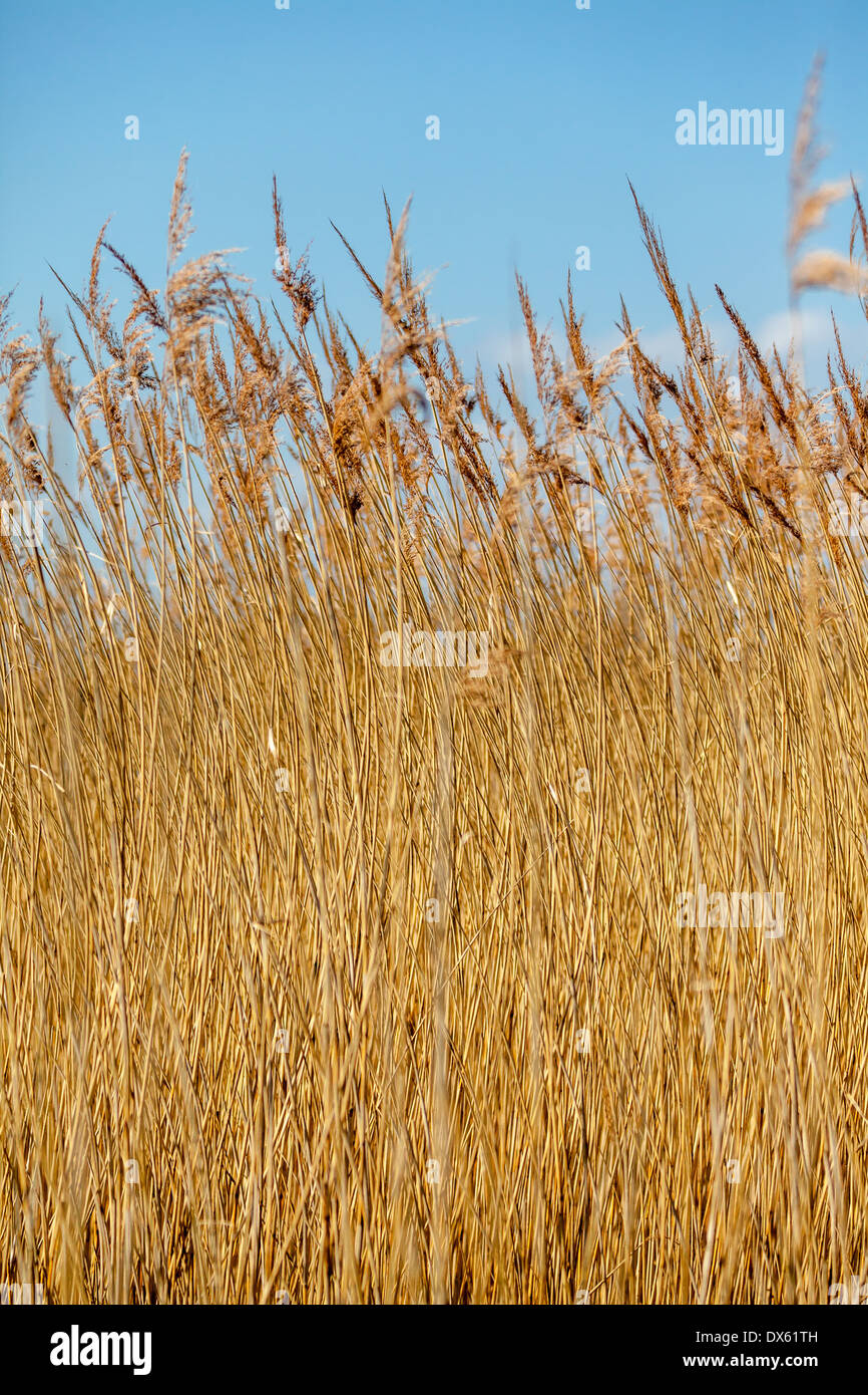 Water weeds hi-res stock photography and images - Alamy