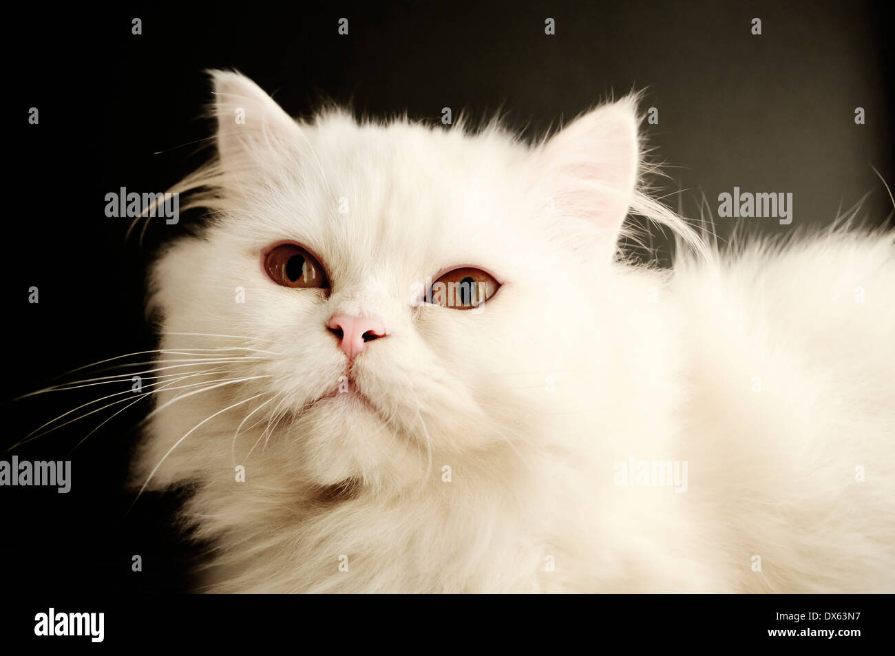 Beautiful white cat Stock Photo - Alamy