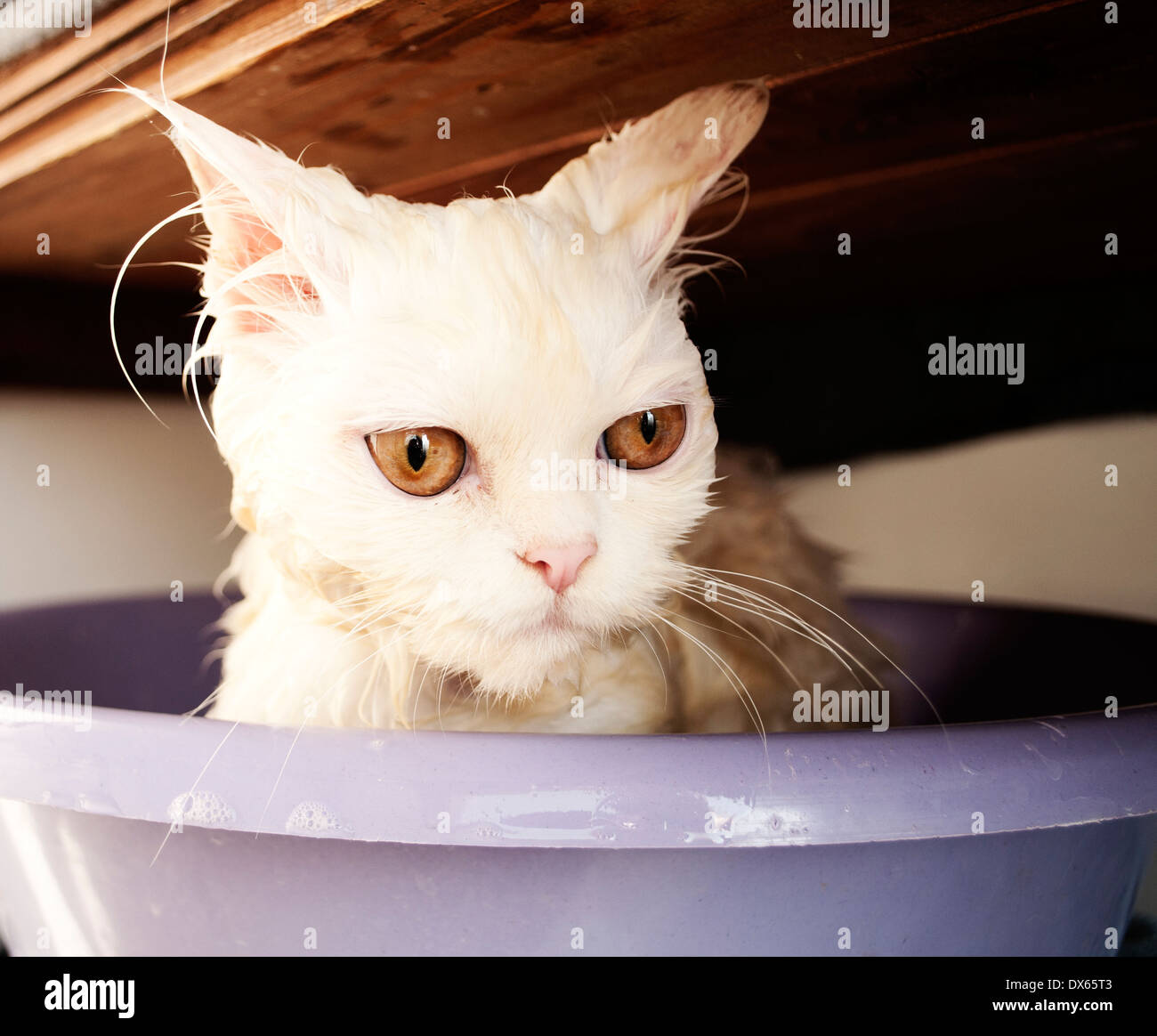 Wet persian cat hi-res stock photography and images - Alamy