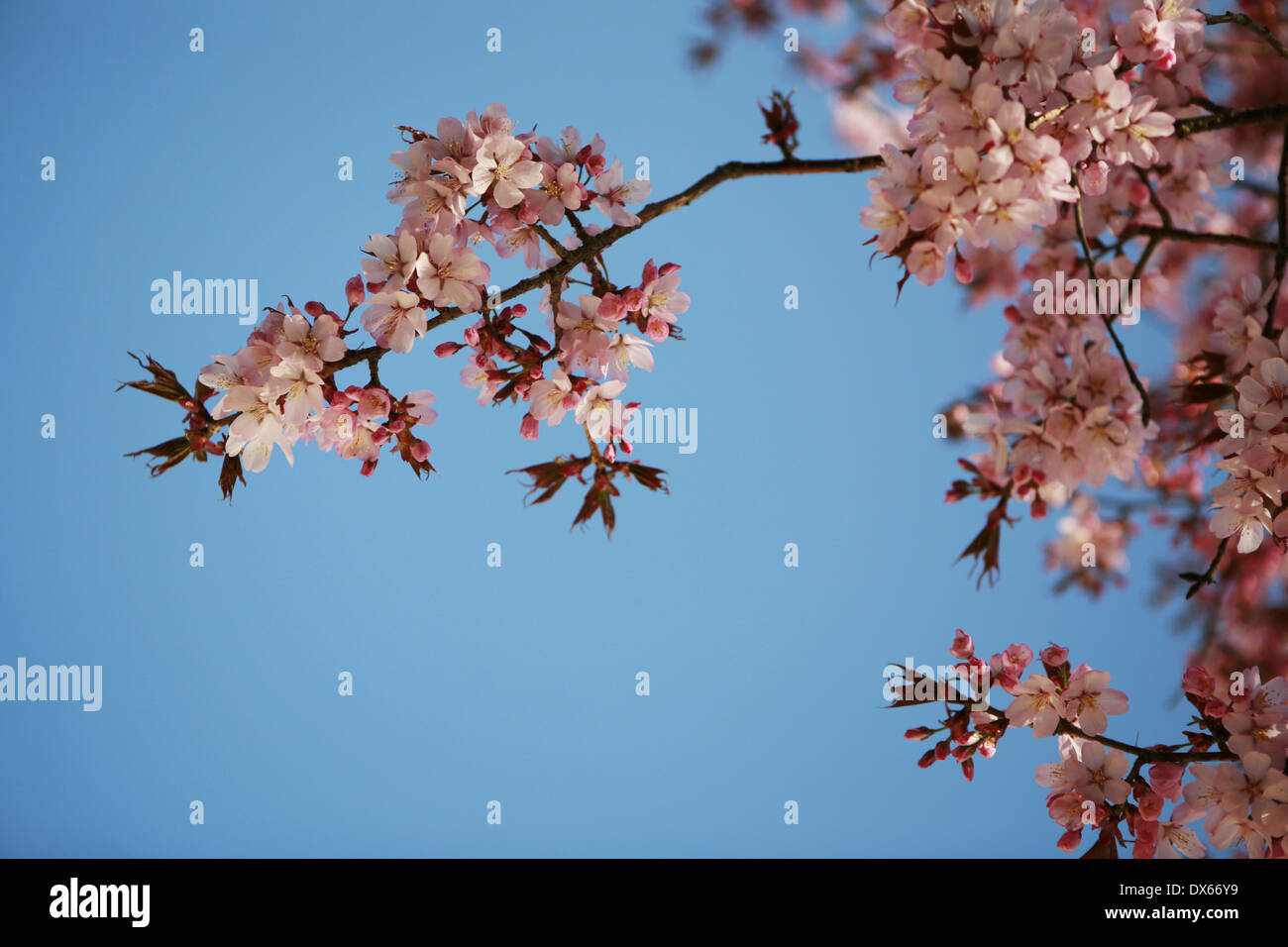 Cherry Blossom tree (Prunus serrulata) in morning spring sunshine Stock ...