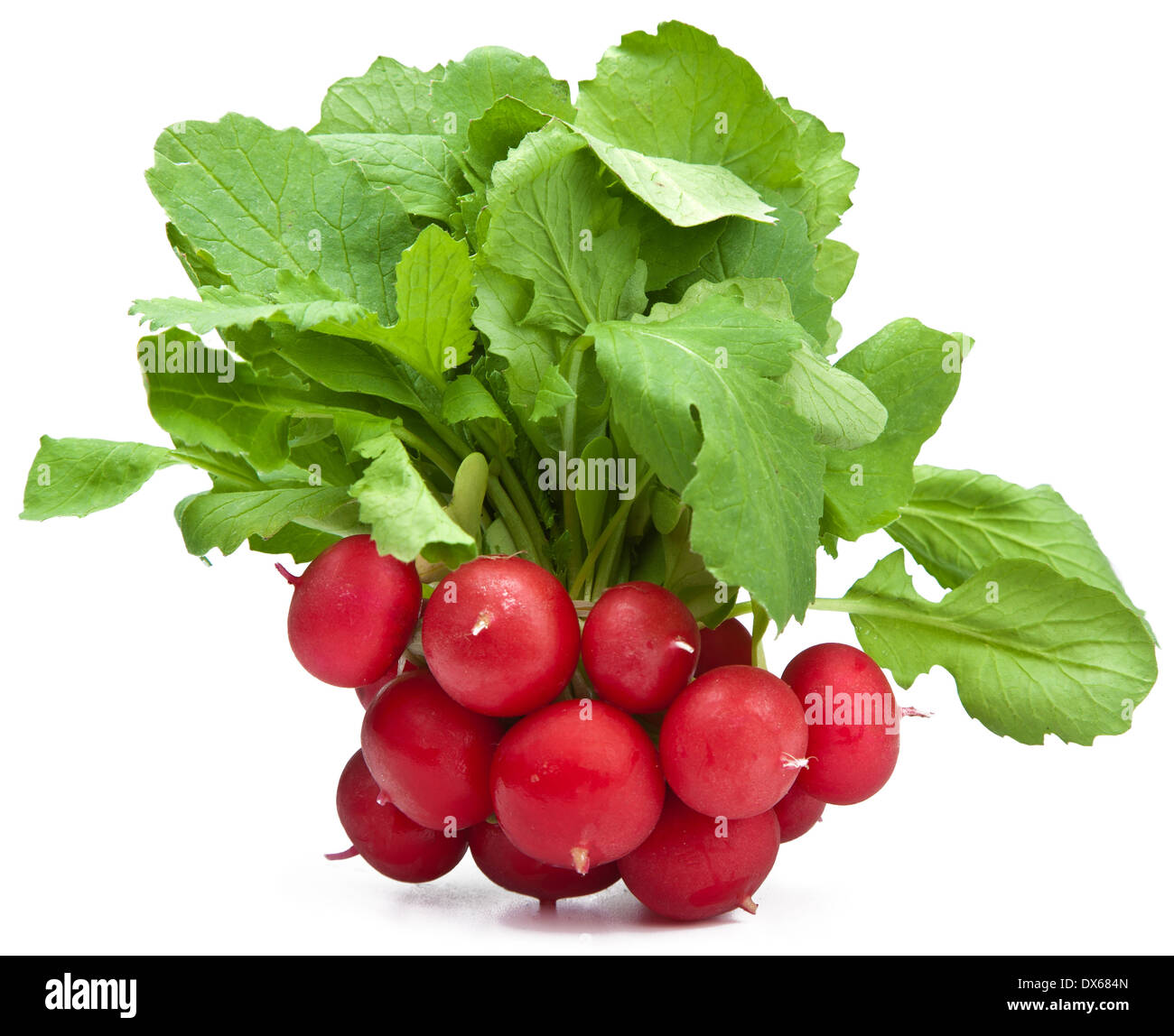 fresh radish isolated Stock Photo - Alamy