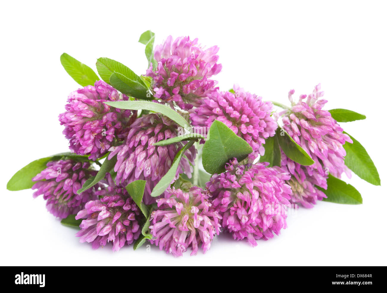 pink clover flower isolated Stock Photo - Alamy