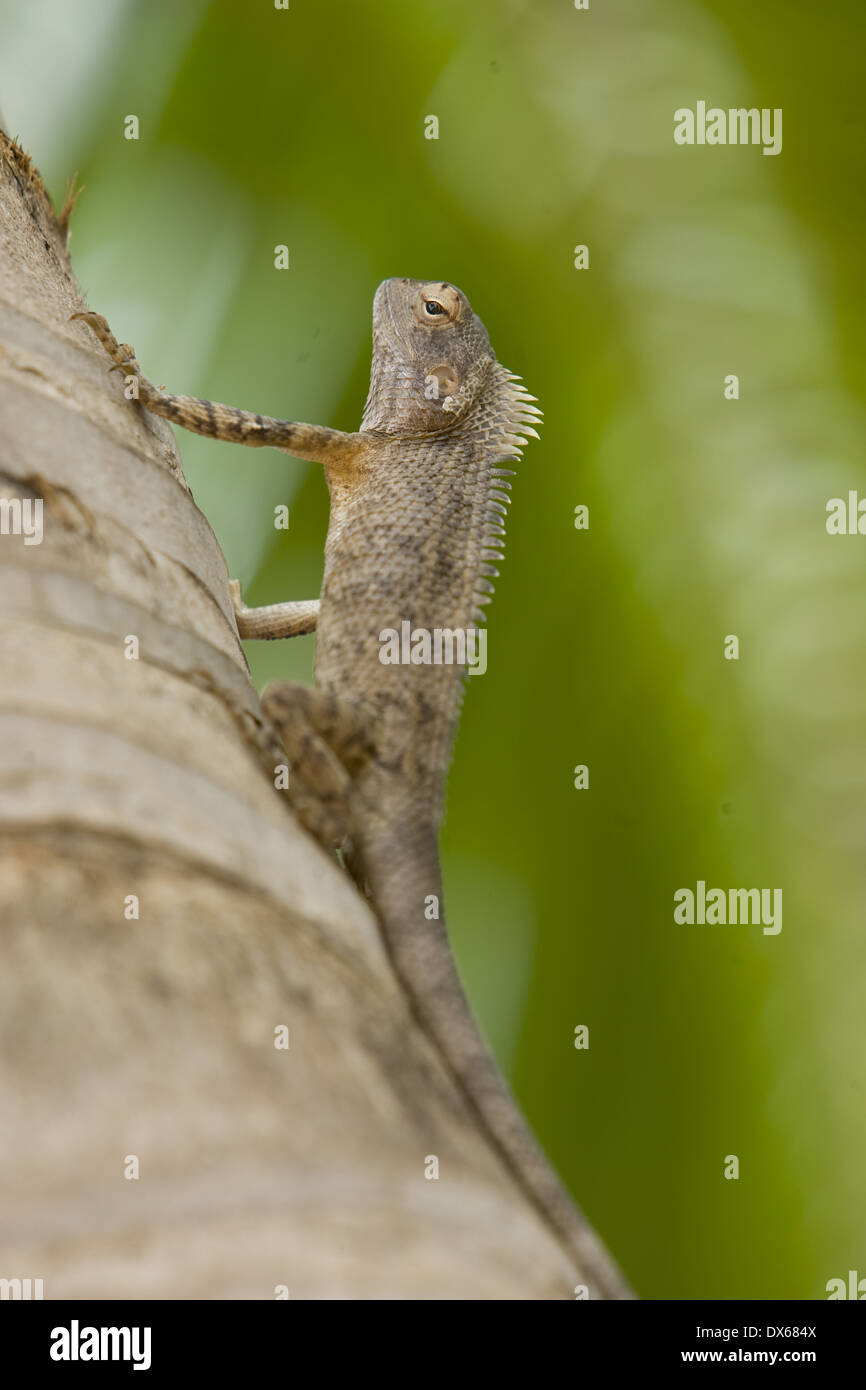 Lizard on a tree. Kerala, India Stock Photo - Alamy