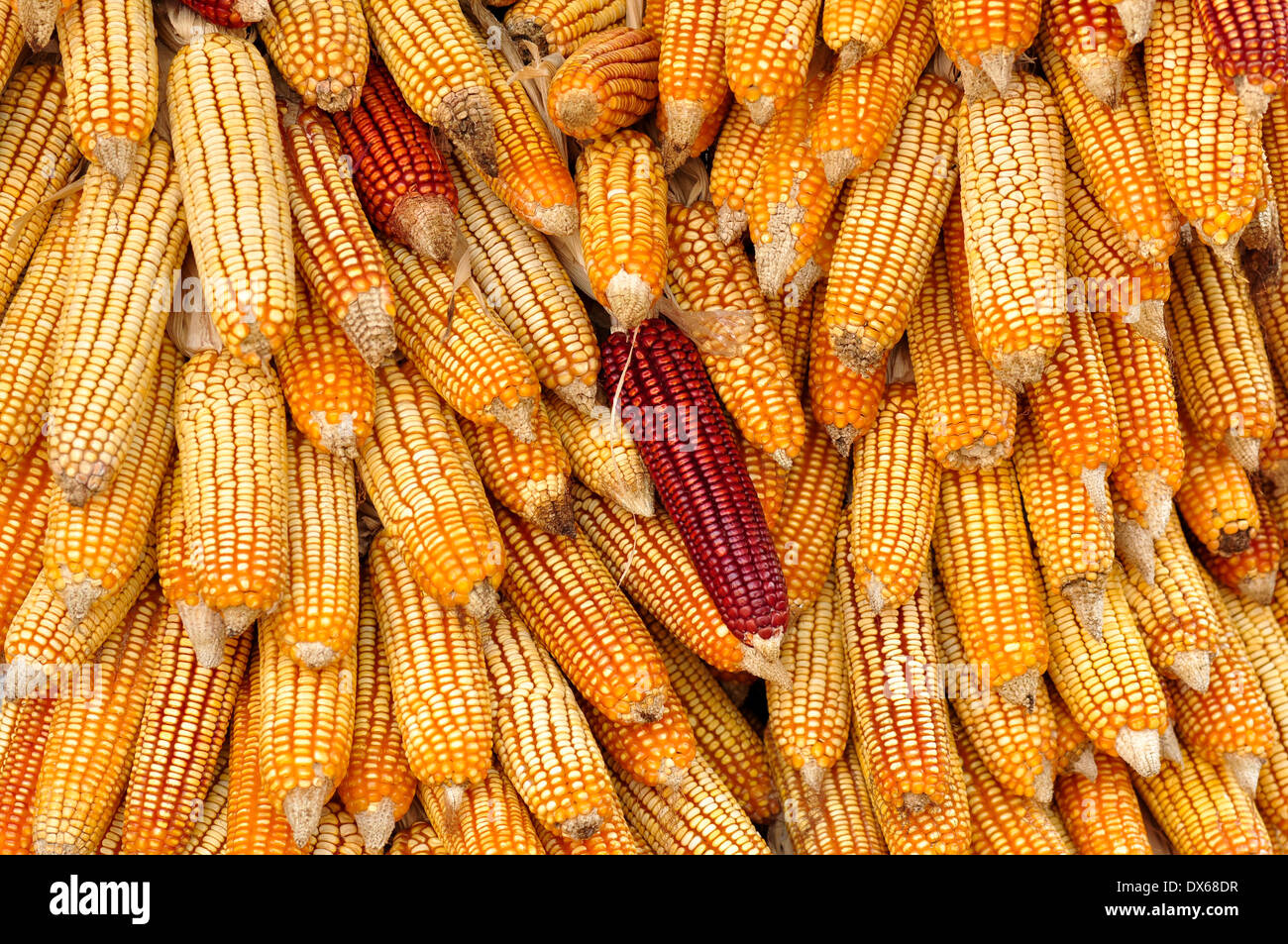 Agriculture china chinese drying hi-res stock photography and images ...