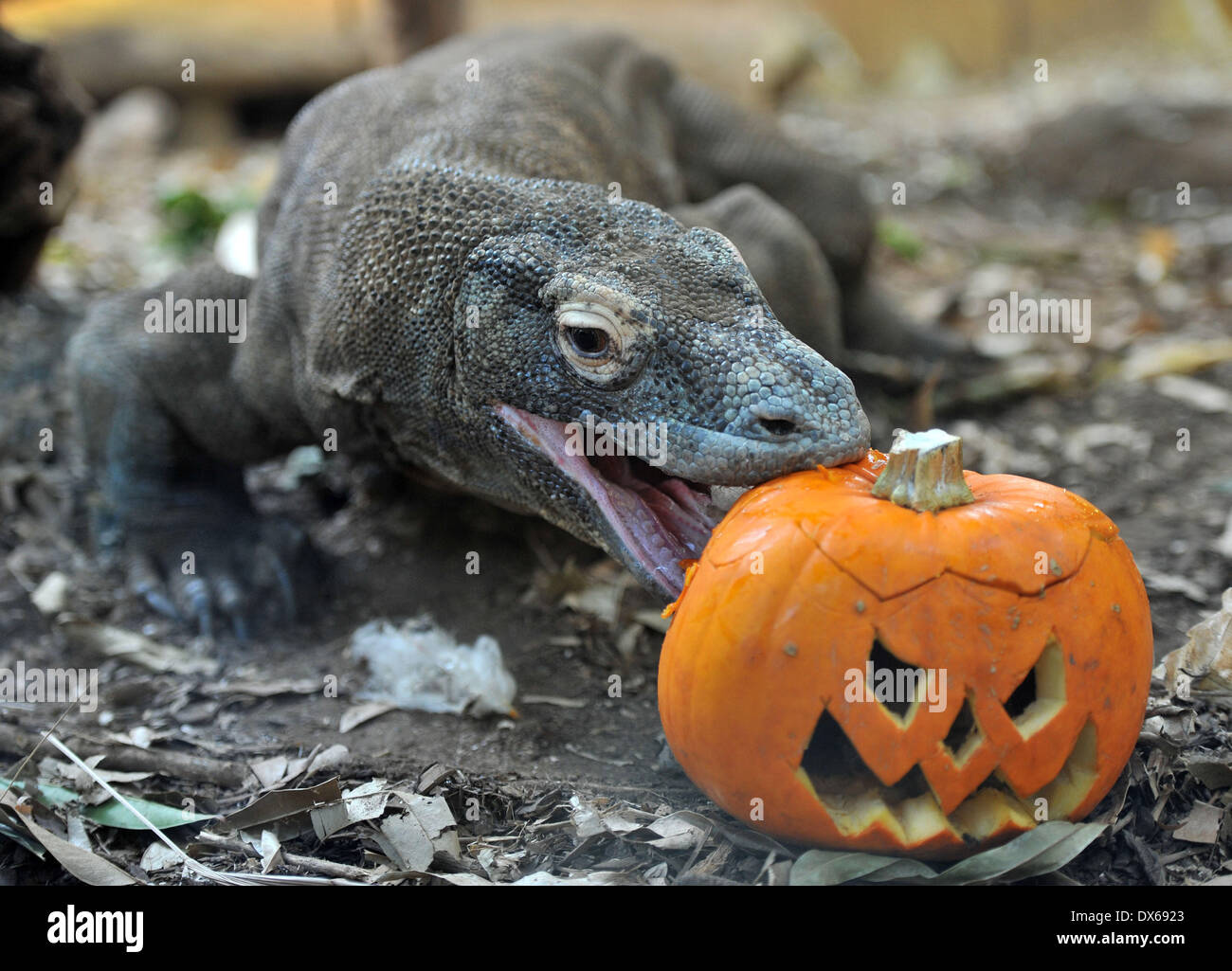 Raja the Komodo dragon, who featured in the new James Bond: Skyfall ...